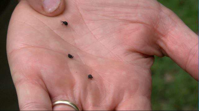 'Flying ticks' spotted all over Southwest Virginia